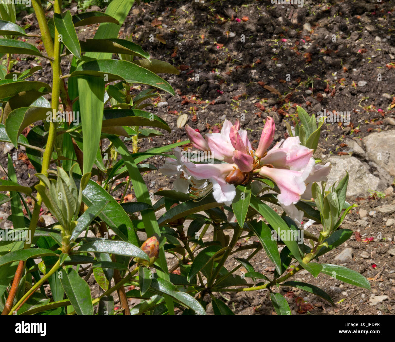 Shrubs pink rhododendron shrub hi-res stock photography and images - Alamy