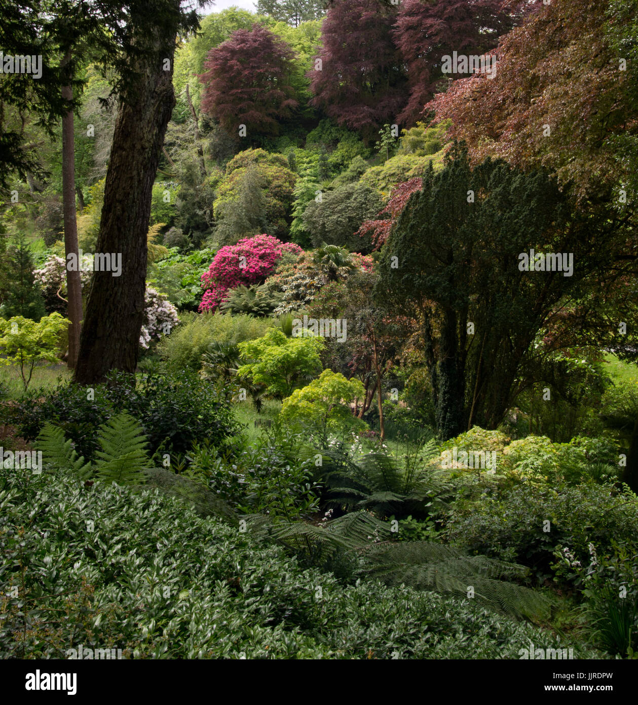 Evergreen garden shrubs hi-res stock photography and images - Alamy