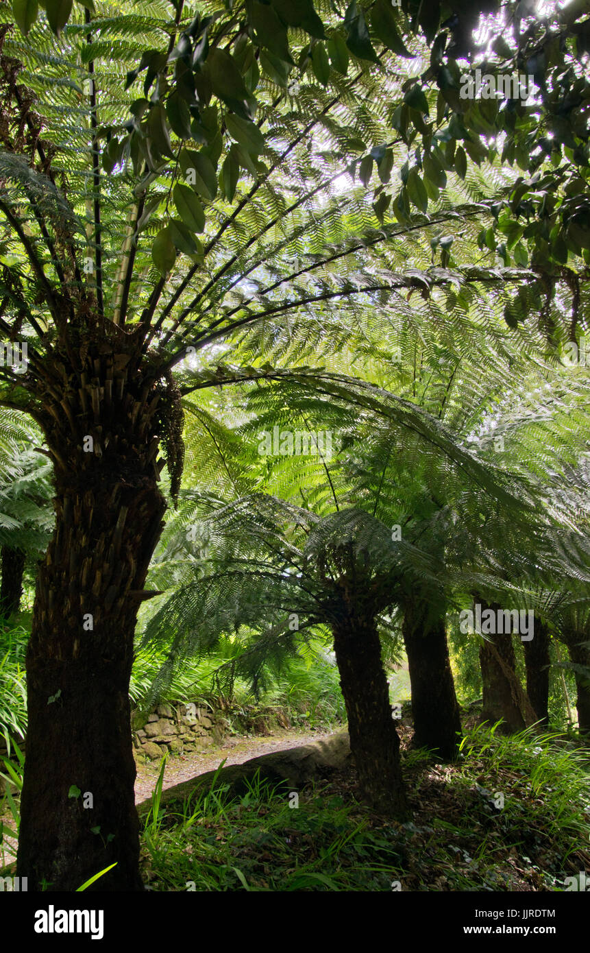 Tree ferns hi-res stock photography and images - Alamy
