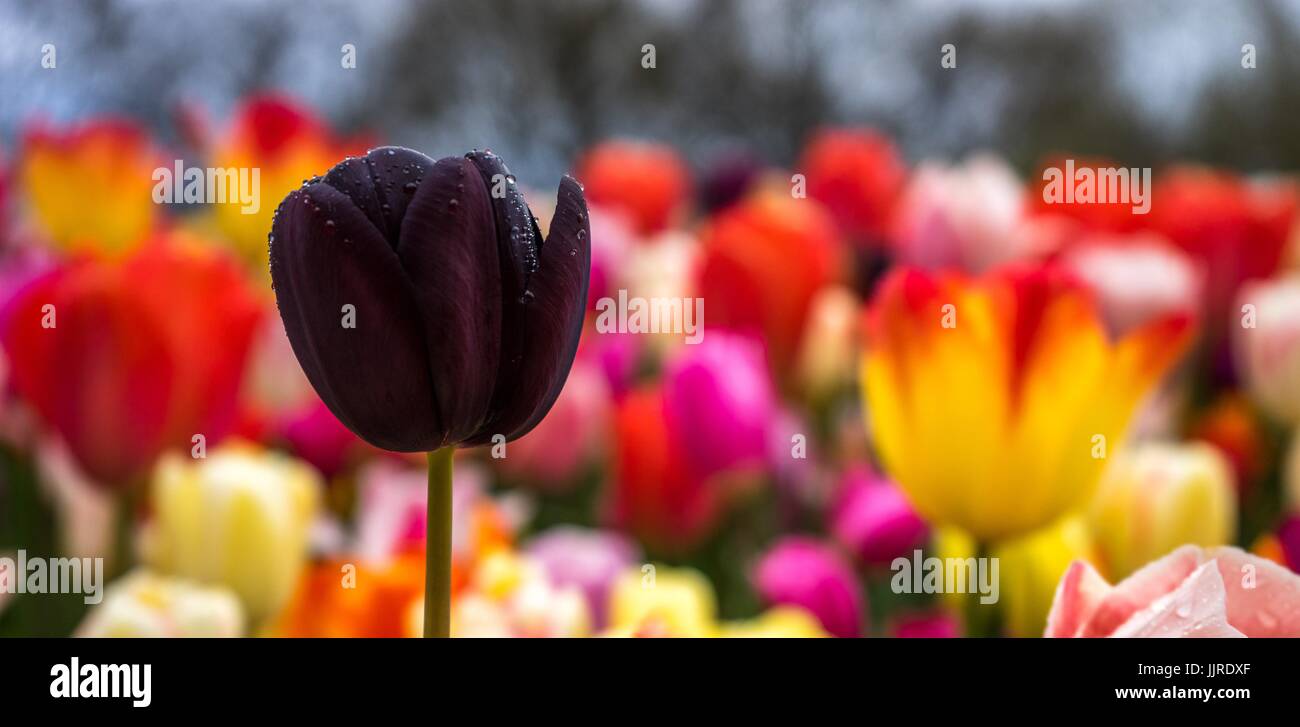 The rare black Tulip Stock Photo - Alamy