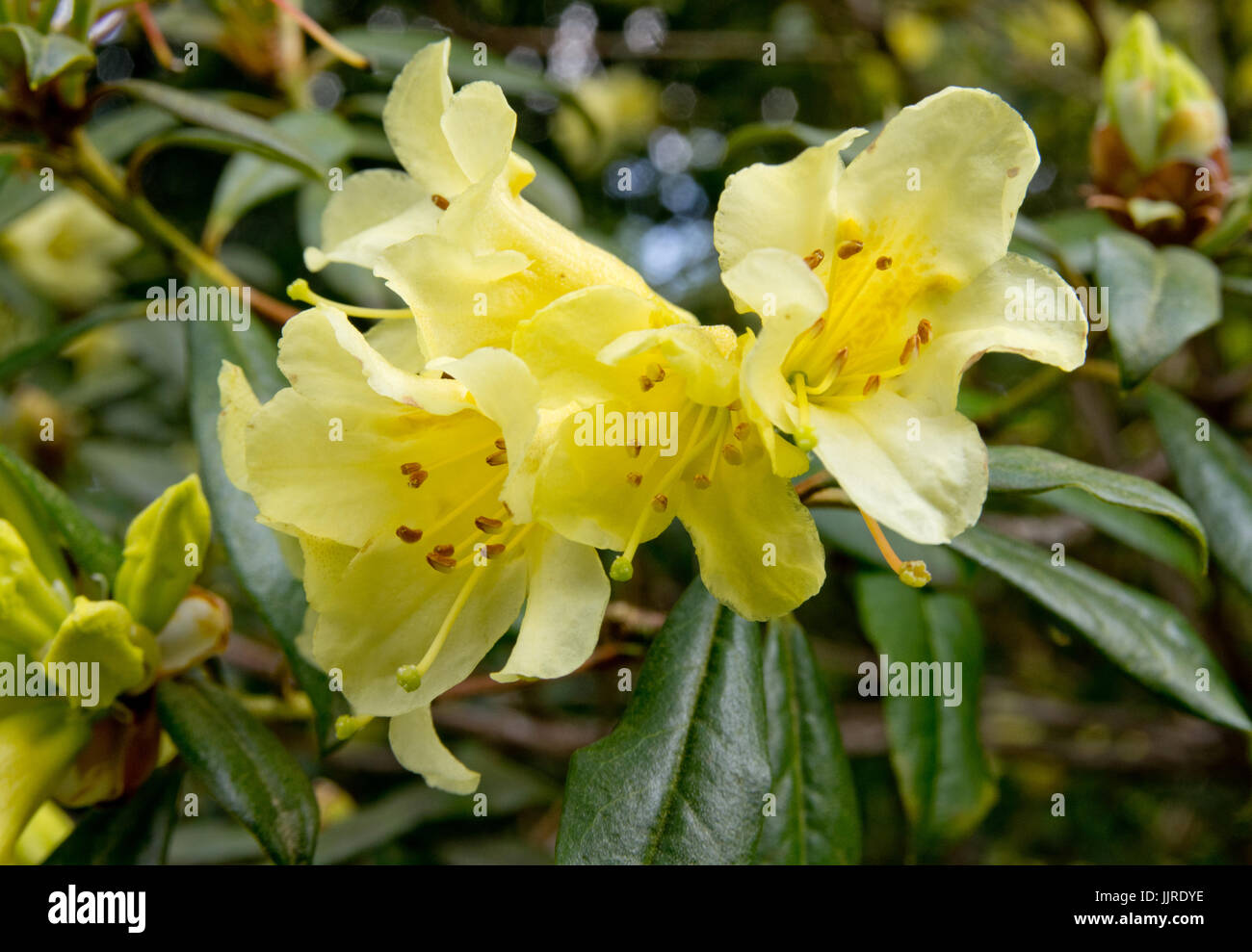 Saffron Tree High Resolution Stock Photography and Images - Alamy