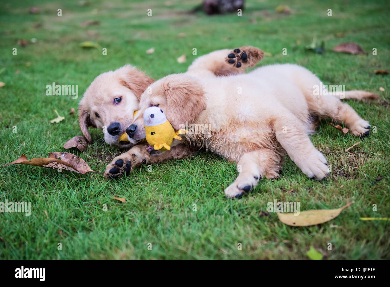 Cute Golden Retriever puppy Stock Photo - Alamy