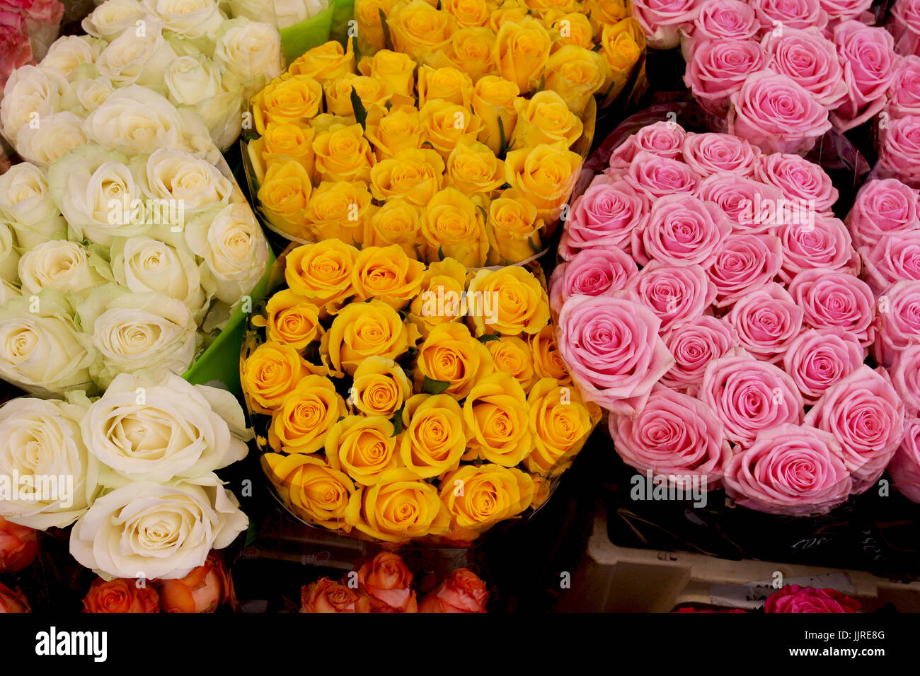 Give roses hi-res stock photography and images - Alamy