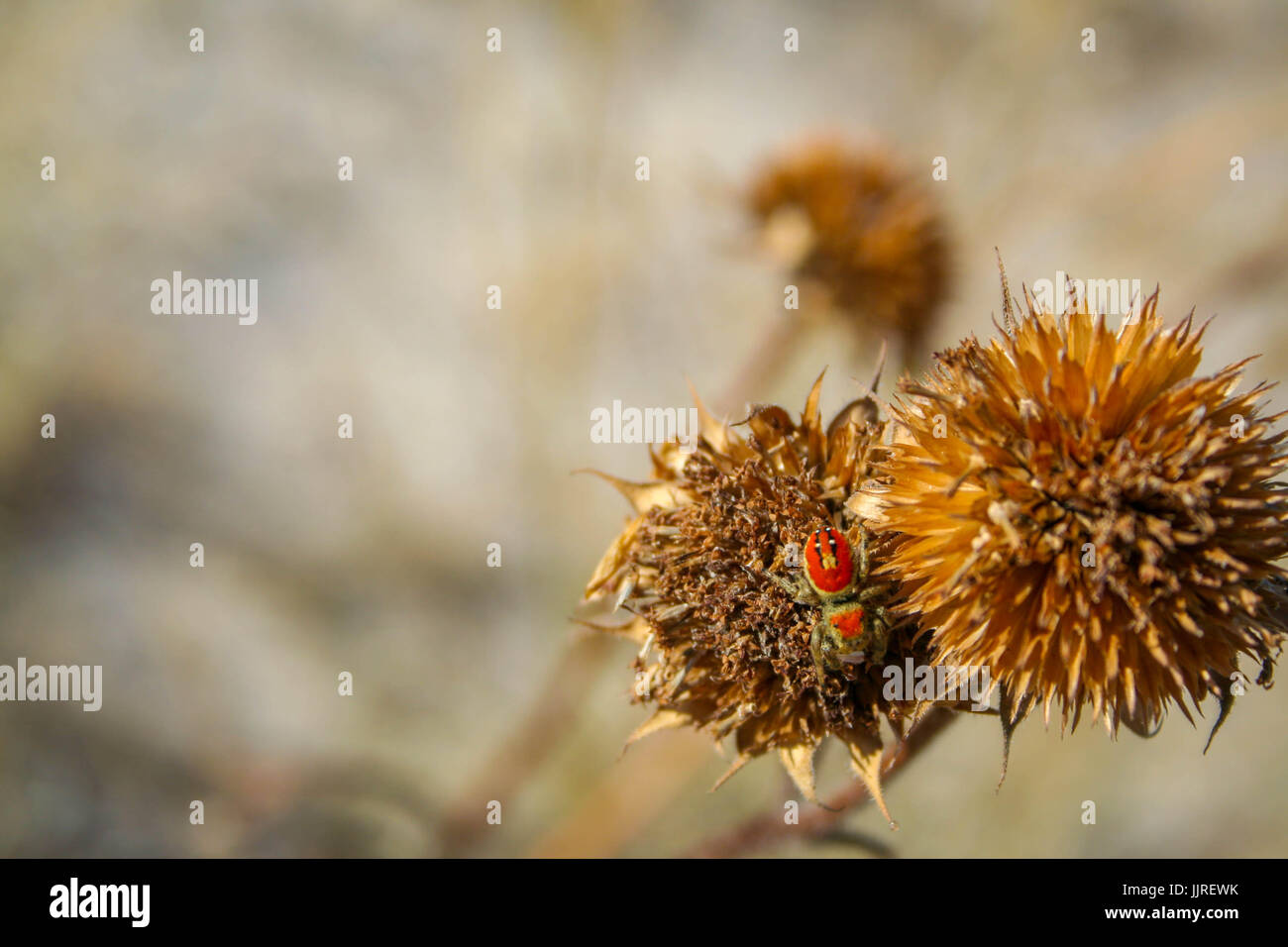 Spider plants hi-res stock photography and images - Alamy