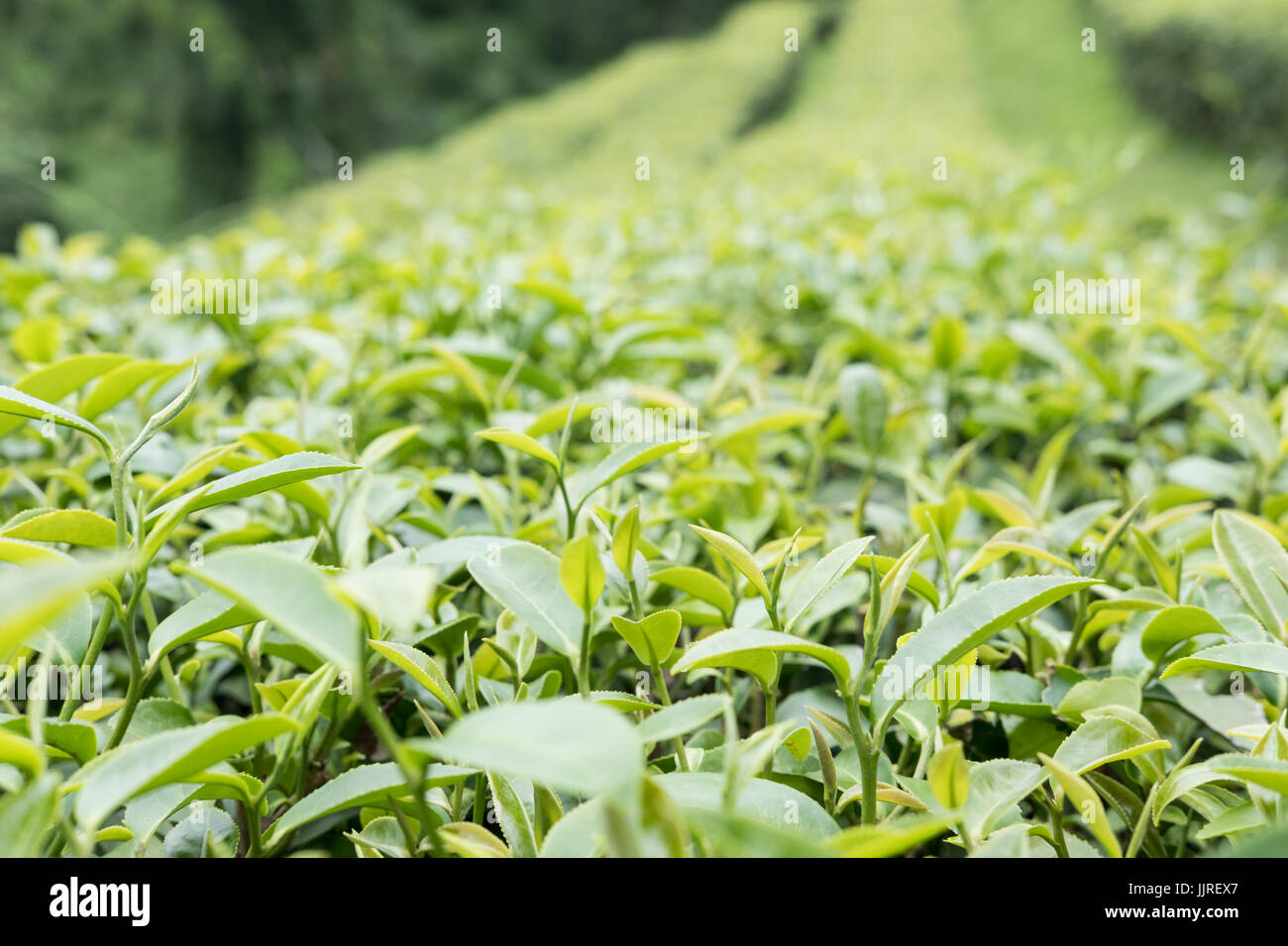 tea plantation. fresh green and white tea leaves. agriculture, farm ...