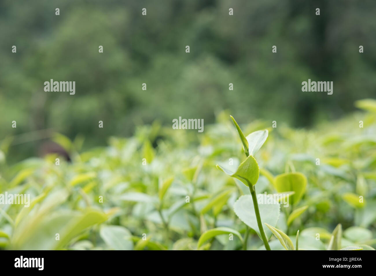 tea plantation. fresh green and white tea leaves. agriculture, farm ...