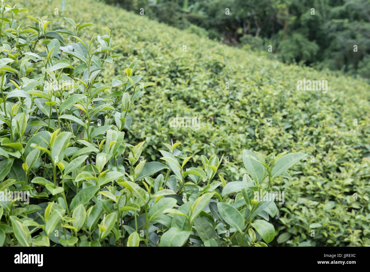 tea plantation. fresh green and white tea leaves. agriculture, farm ...