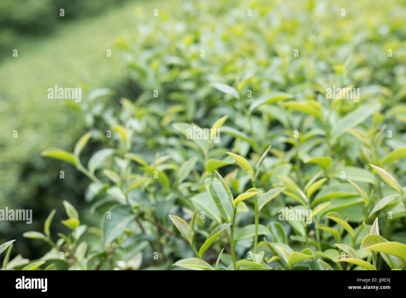 tea plantation. fresh green and white tea leaves. agriculture, farm ...