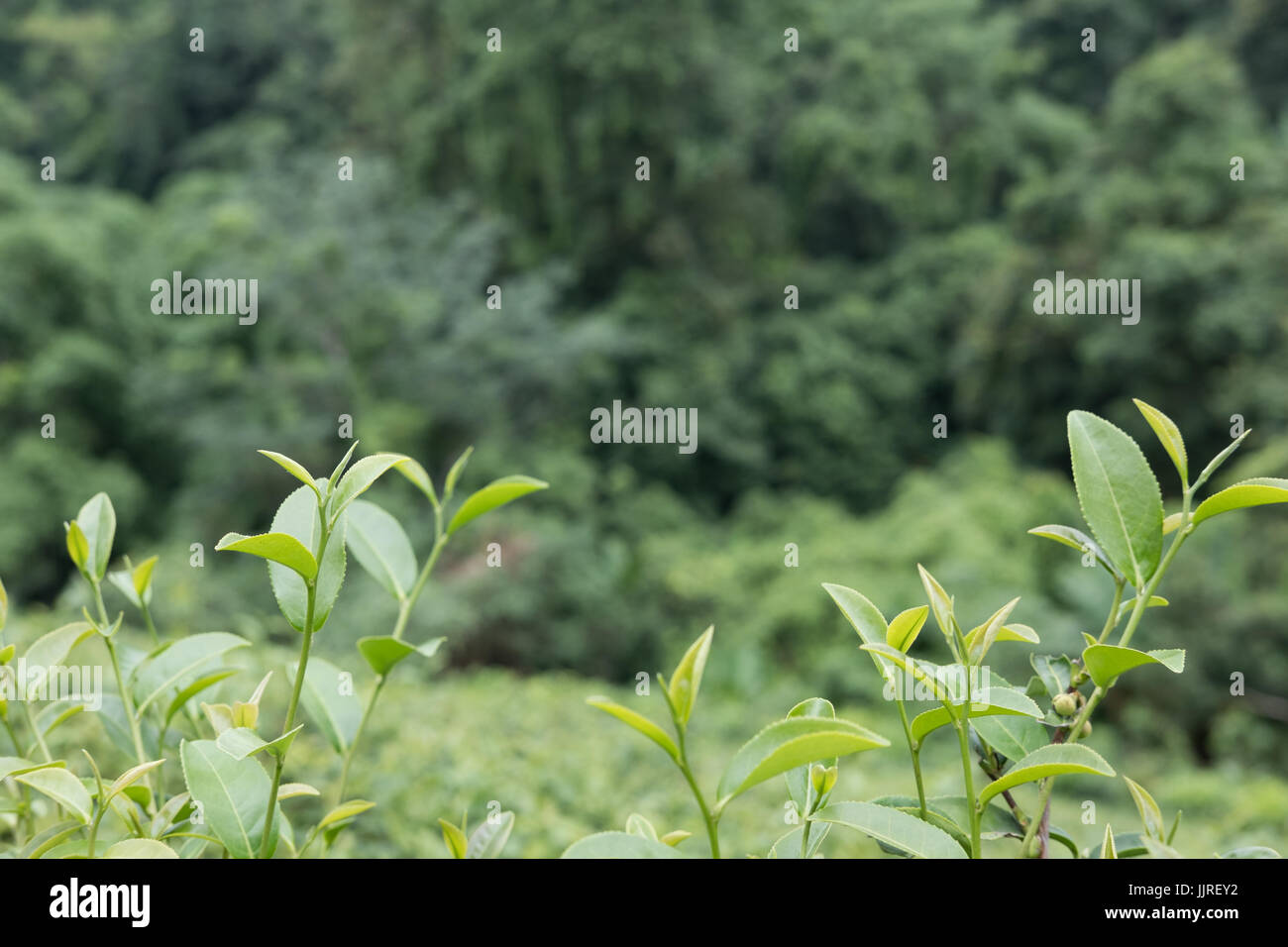 tea plantation. fresh green and white tea leaves. agriculture, farm ...