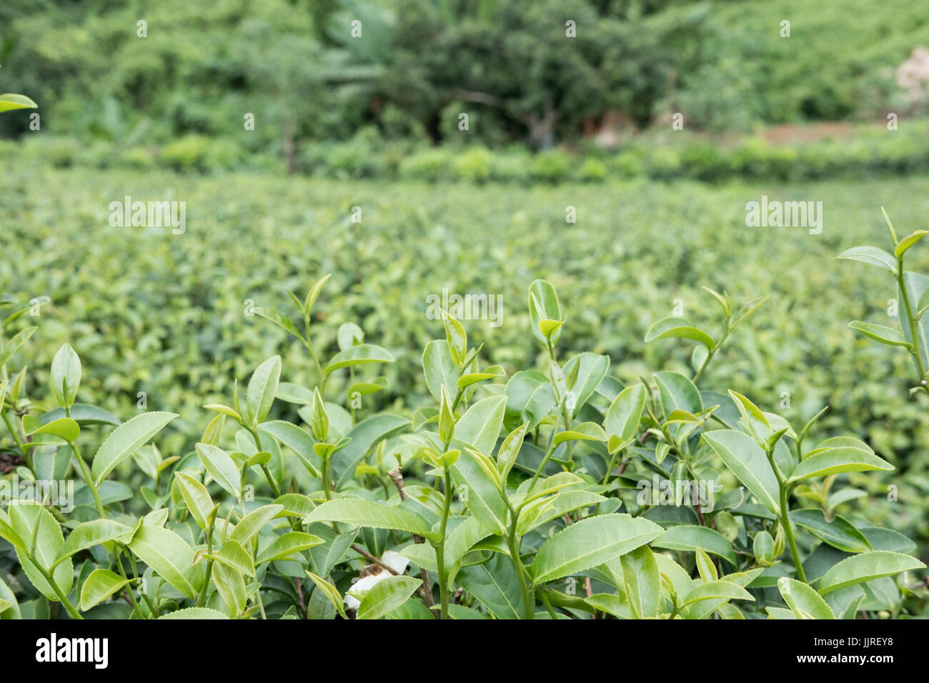 tea plantation. fresh green and white tea leaves. agriculture, farm ...