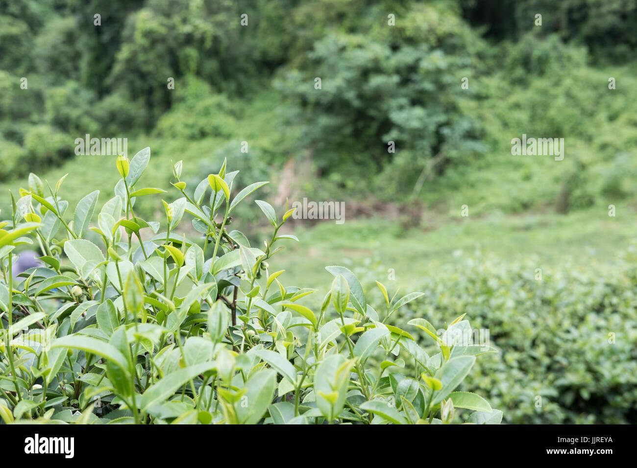 tea plantation. fresh green and white tea leaves. agriculture, farm ...