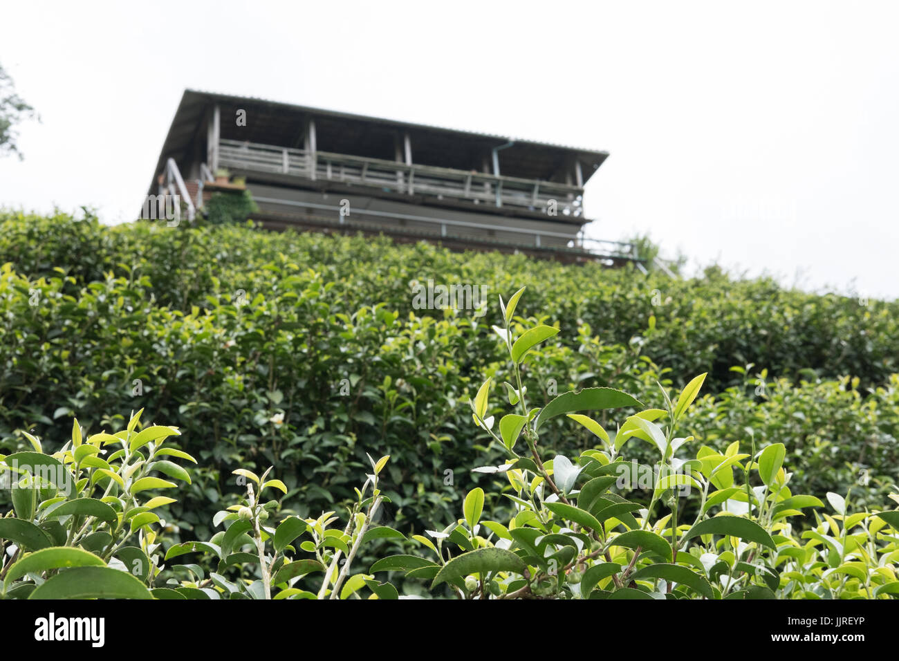 tea plantation. fresh green and white tea leaves. agriculture, farm ...