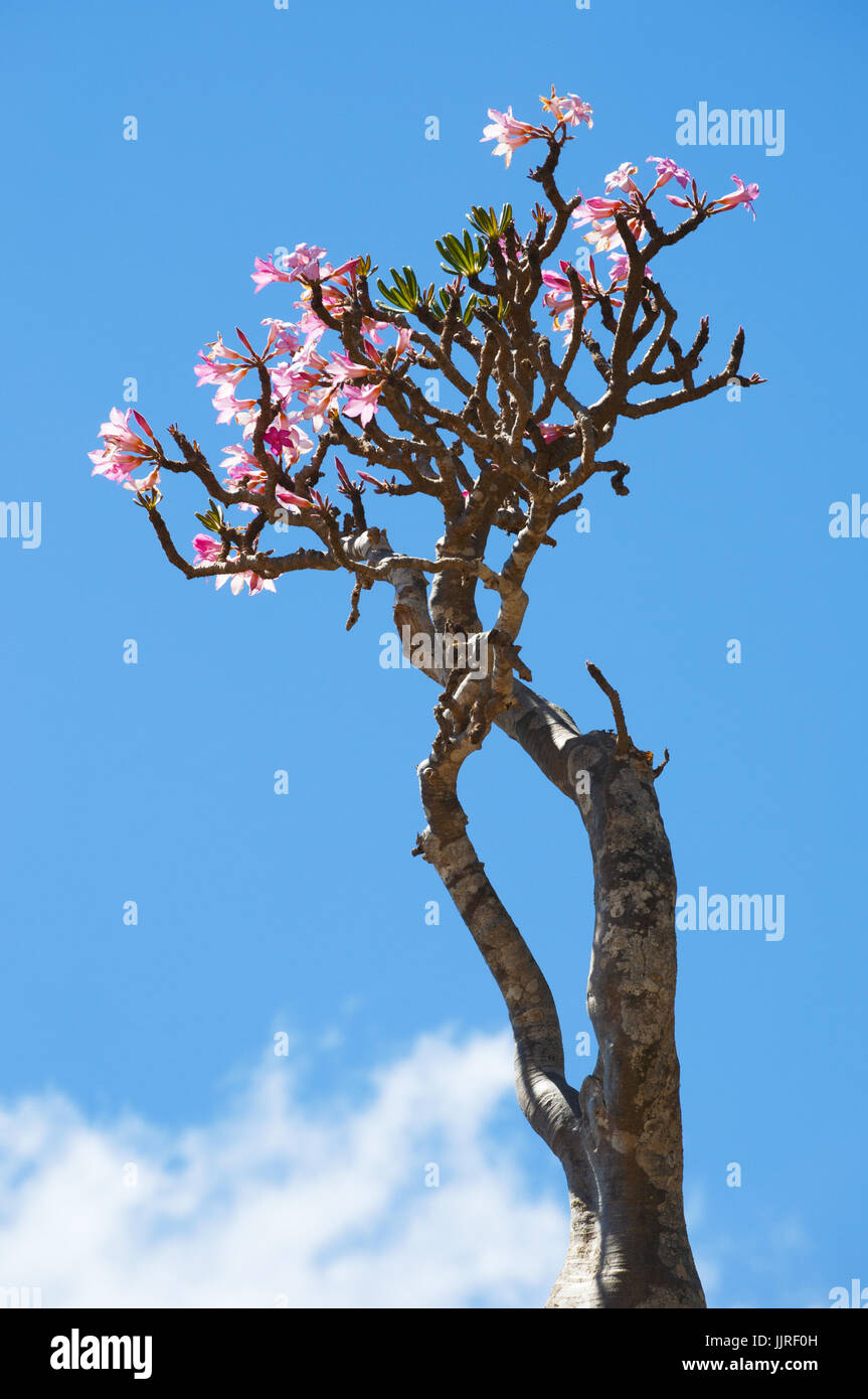 Bottle trees in bloom in the Dragon Blood trees forest of Dirhur ...