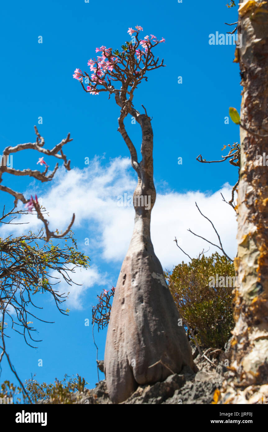 Bottle trees in bloom in the Dragon Blood trees forest of Dirhur ...