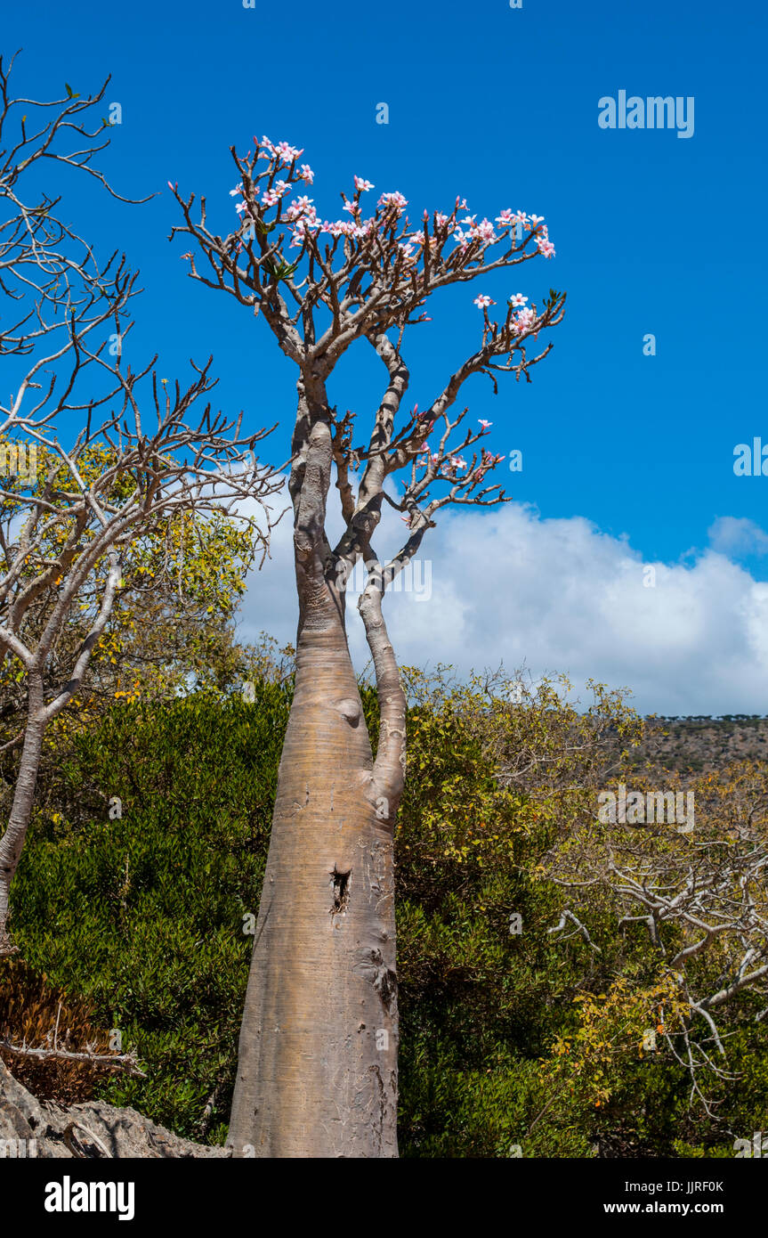 Bottle trees in bloom in the Dragon Blood trees forest of Dirhur ...