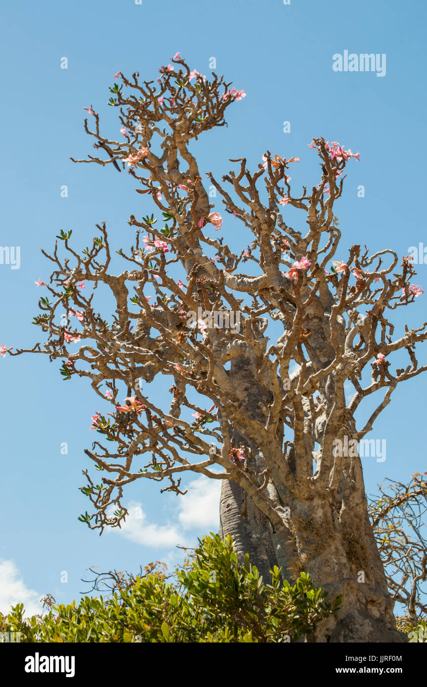 Bottle trees in bloom in the Dragon Blood trees forest of Dirhur ...