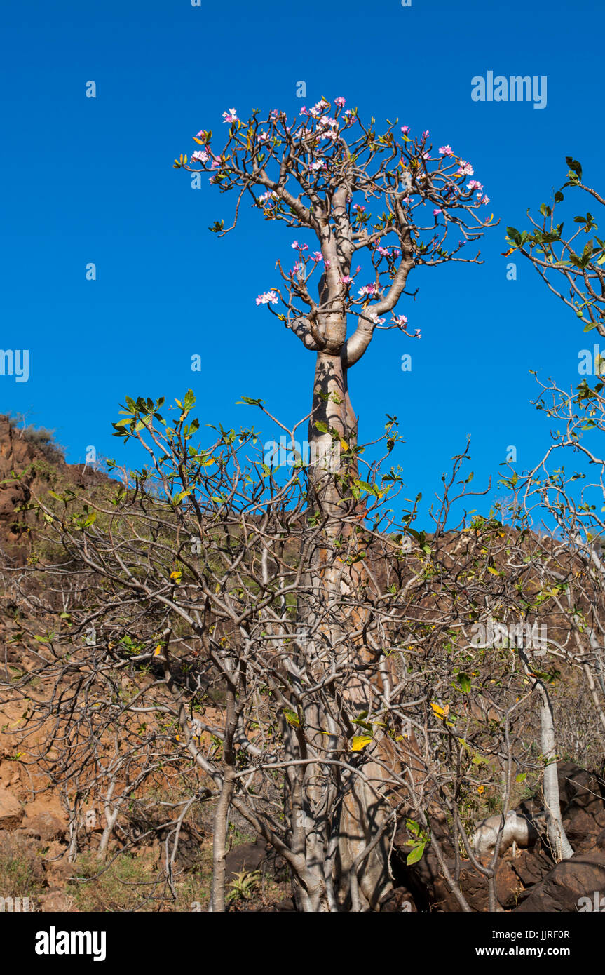 Bottle trees in bloom in the Dragon Blood trees forest of Dirhur ...