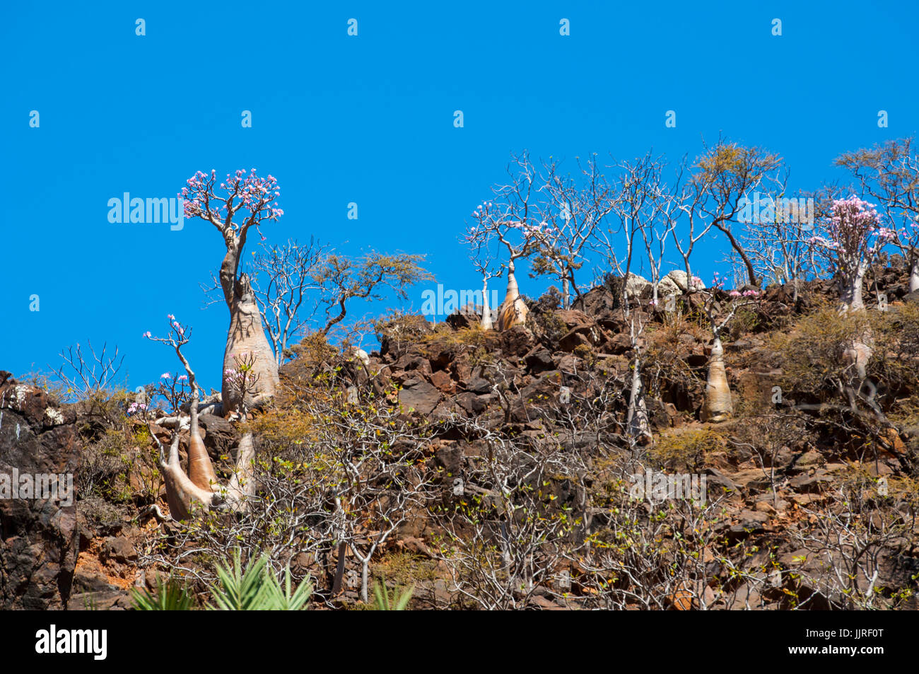Bottle trees in bloom in the Dragon Blood trees forest of Dirhur ...