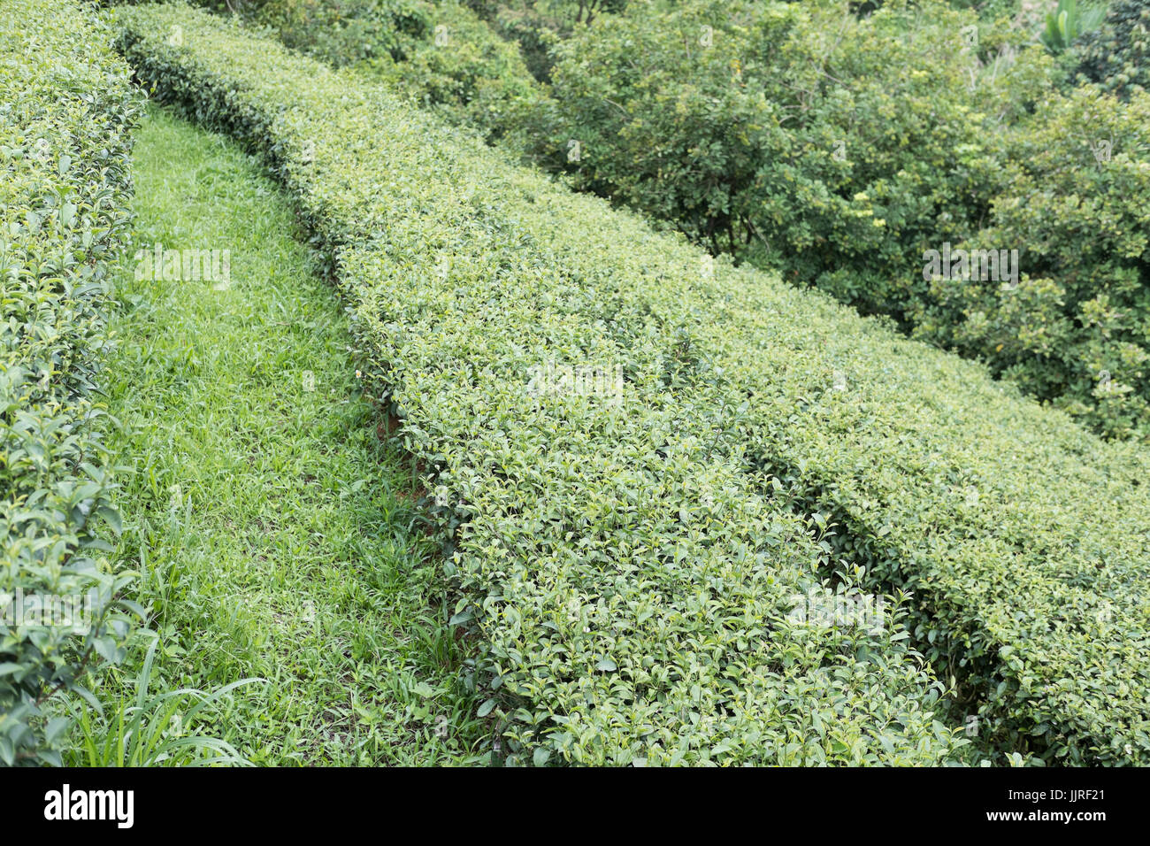 tea plantation. fresh green and white tea leaves. agriculture, farm ...