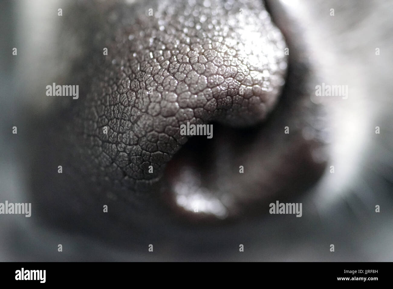 Close Up Dog Puppy Stock Photo - Alamy