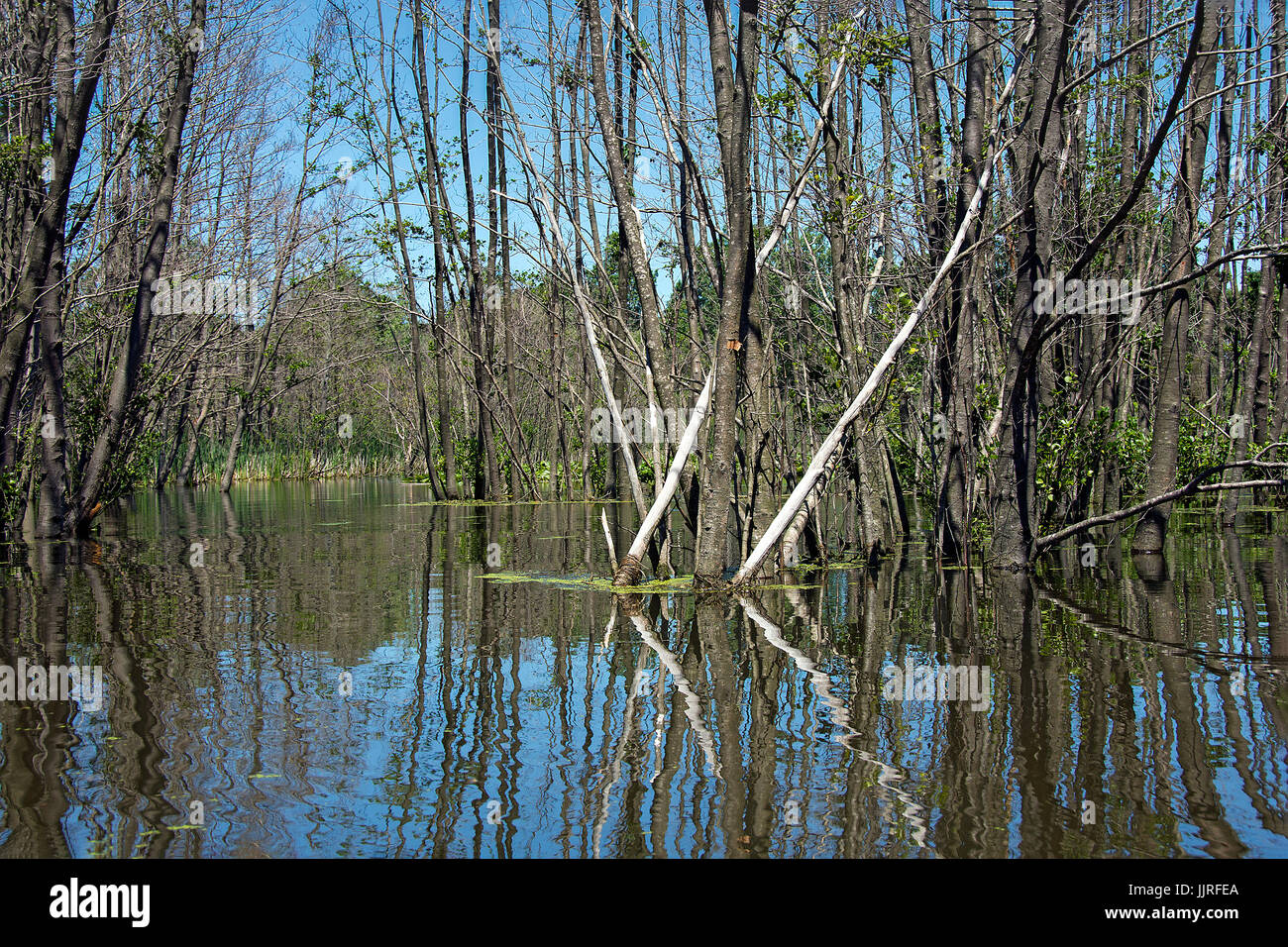 dead trees in flooded forest with sky reflection in water Stock Photo ...