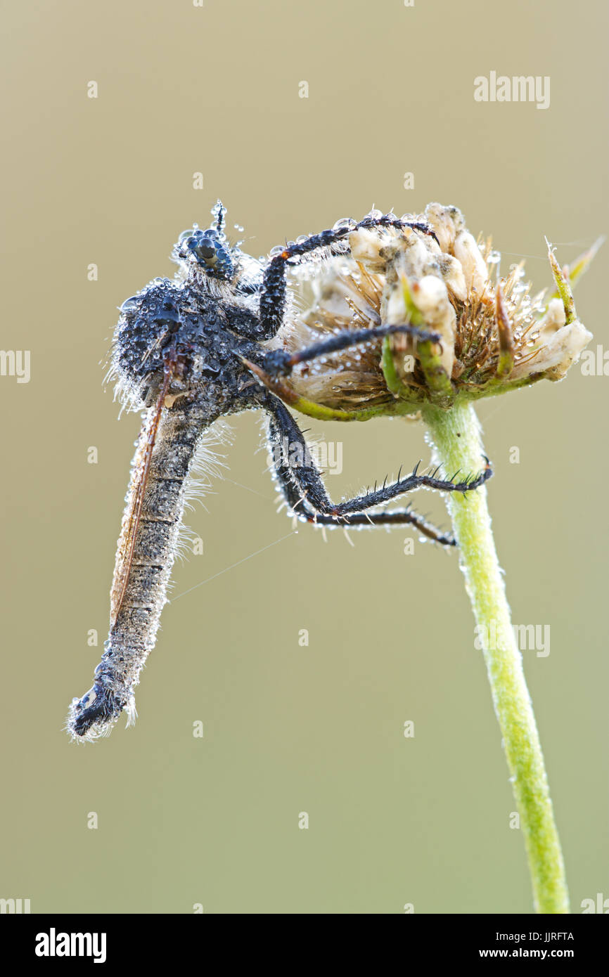 Downland Robberfly Machimus rusticus male covered with dew drops ...