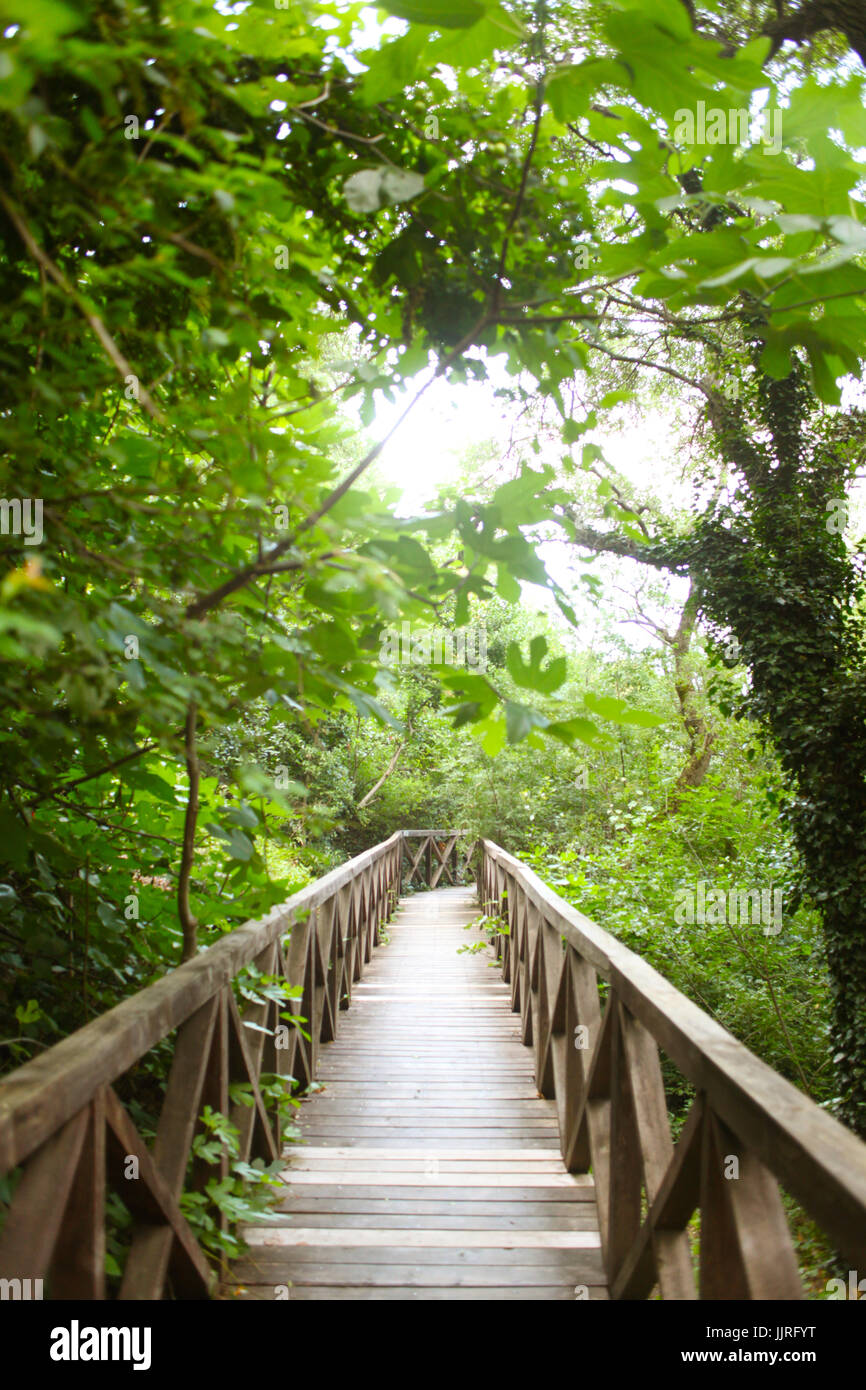 wooden bridge road in a rainforest landscape Stock Photo - Alamy