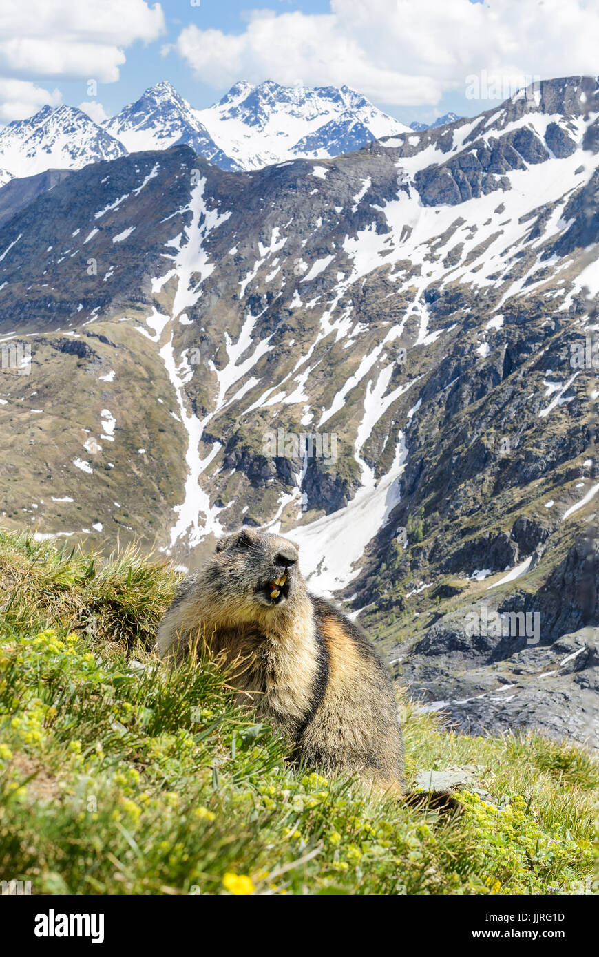 Alpine Marmot - Marmota marmota, Alps, the highest European mountains ...