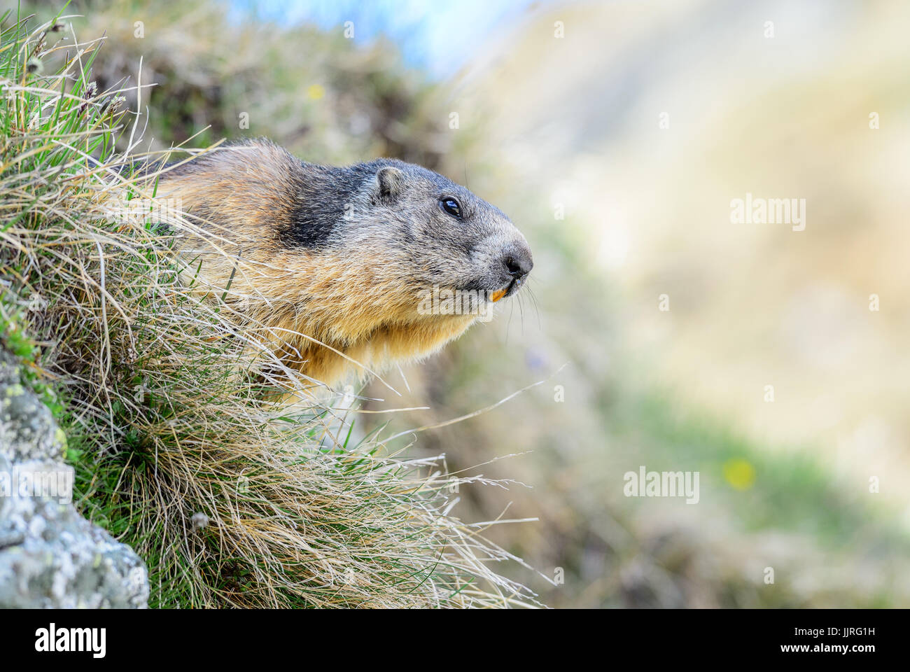 Alpine Marmot - Marmota marmota, Alps, the highest European mountains ...