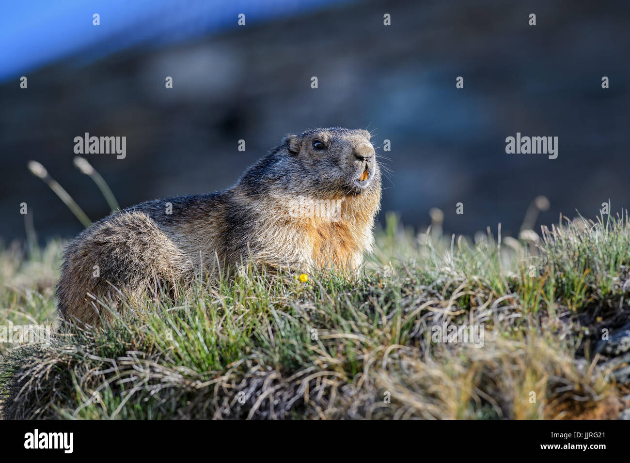 Alpine Marmot - Marmota marmota, Alps, the highest European mountains ...