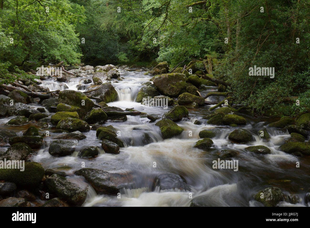 Dewerstone Wood, on the river Plym in Devon Stock Photo - Alamy