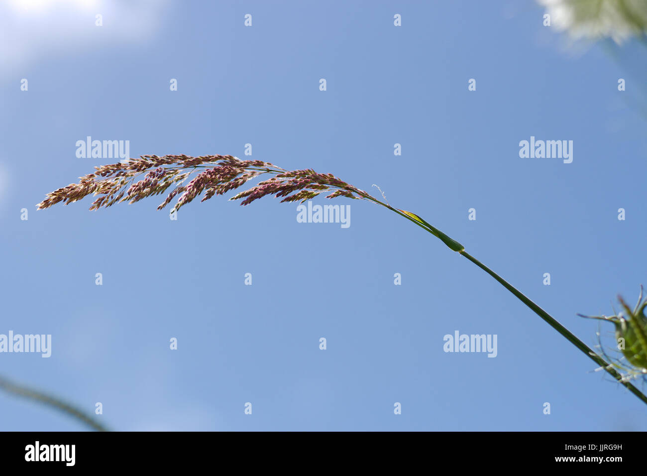Wild grass seed head in an English meadow against a blue sky Stock ...