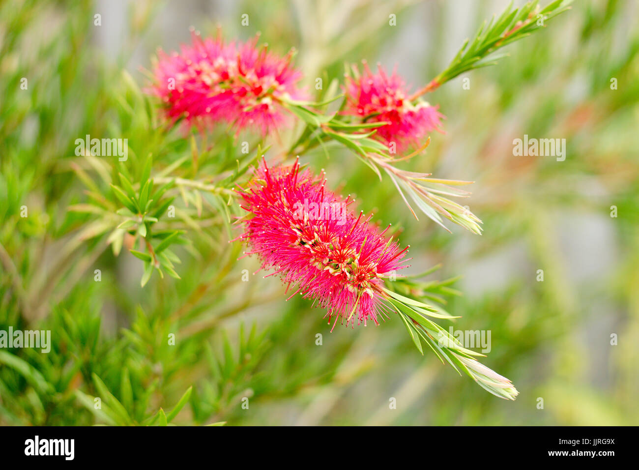 The bottle brush plant hi-res stock photography and images - Alamy