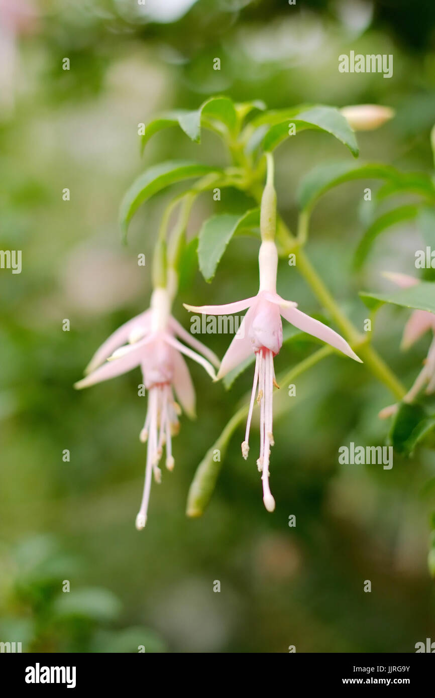 Pink fuchsia in bloom Stock Photo - Alamy