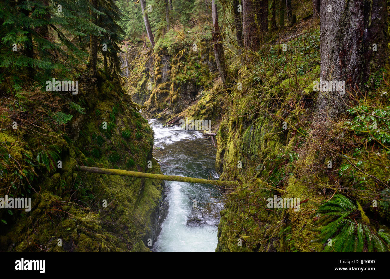 Sol Duc Falls trail in Olympic National Park Stock Photo - Alamy