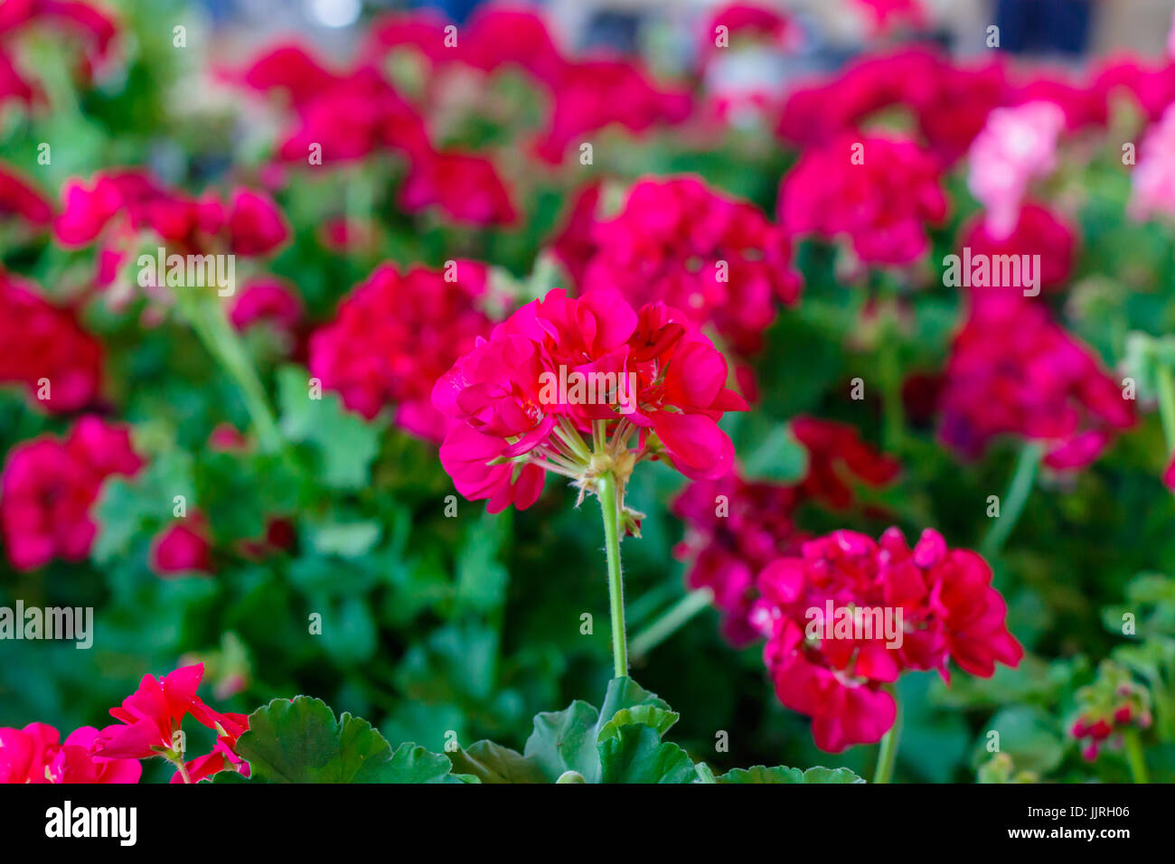 Red Geraniums at a nursery Stock Photo - Alamy