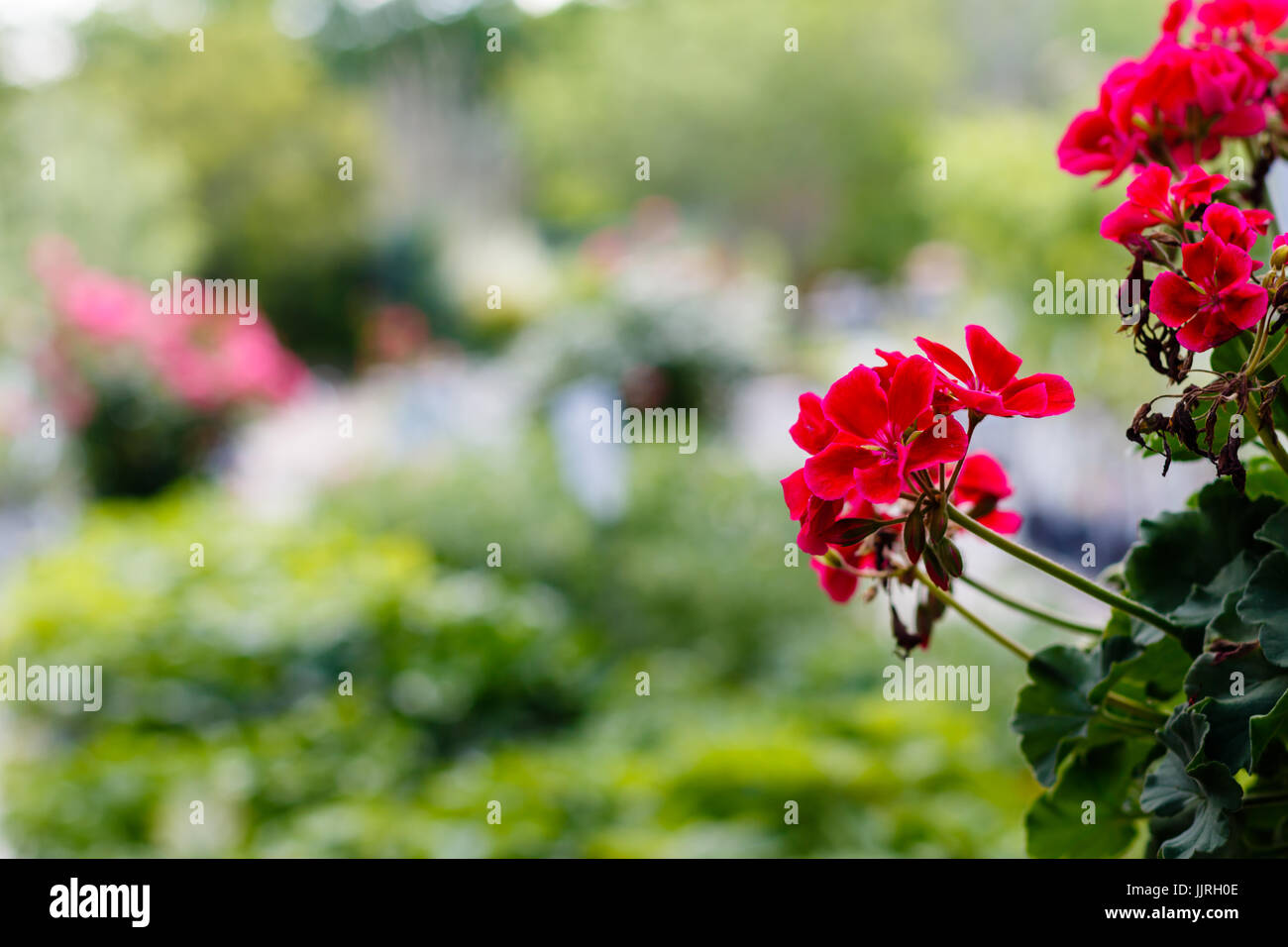 Geranium in bloom hi-res stock photography and images - Alamy