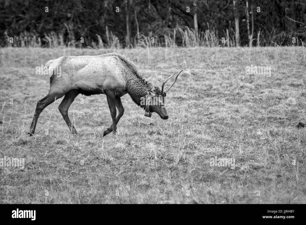 Manitobensis hi-res stock photography and images - Alamy