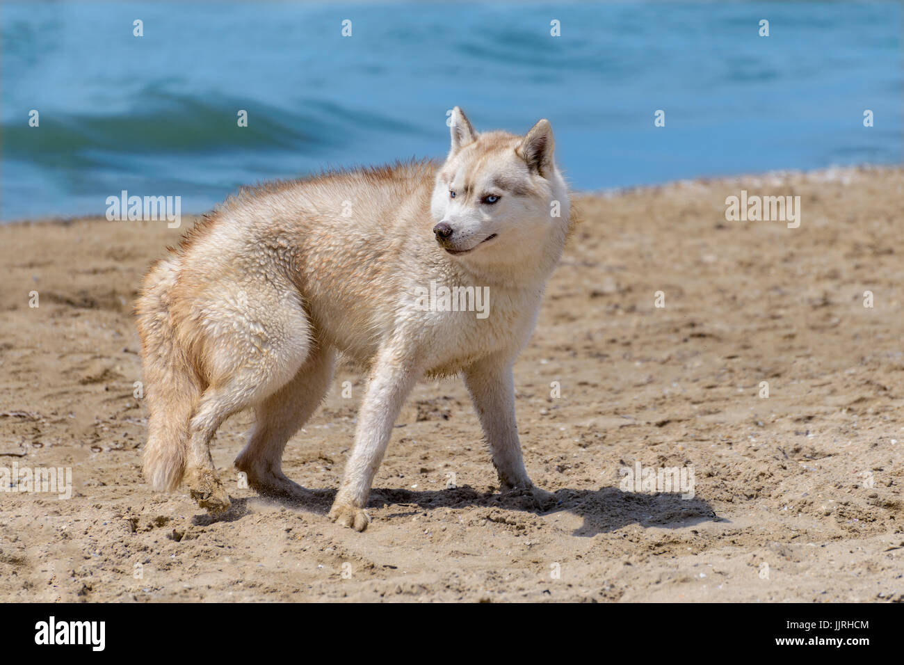 The dog breed Husky runs along the sand beach Stock Photo - Alamy