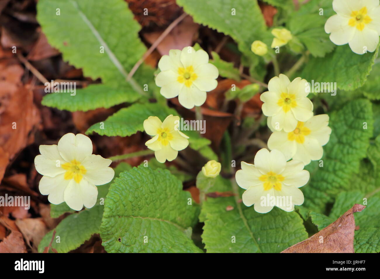 Primrose in a garden Stock Photo - Alamy