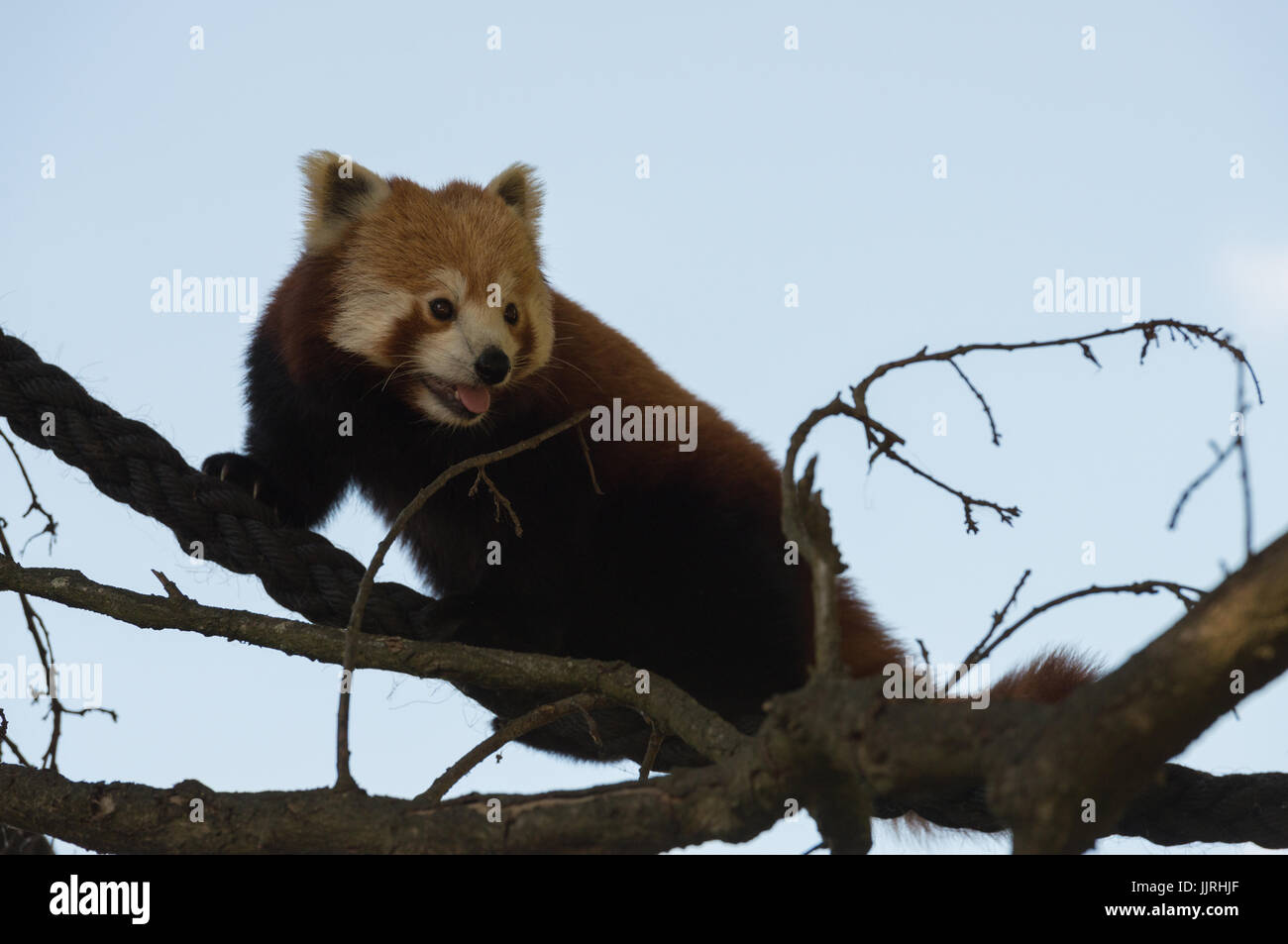 Red bear cat hi-res stock photography and images - Alamy