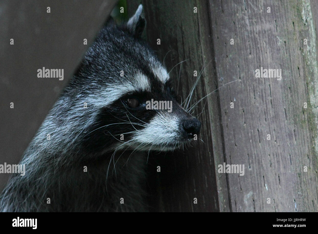 Adult female raccoon sneaking into a garden in Nanaimo, British ...