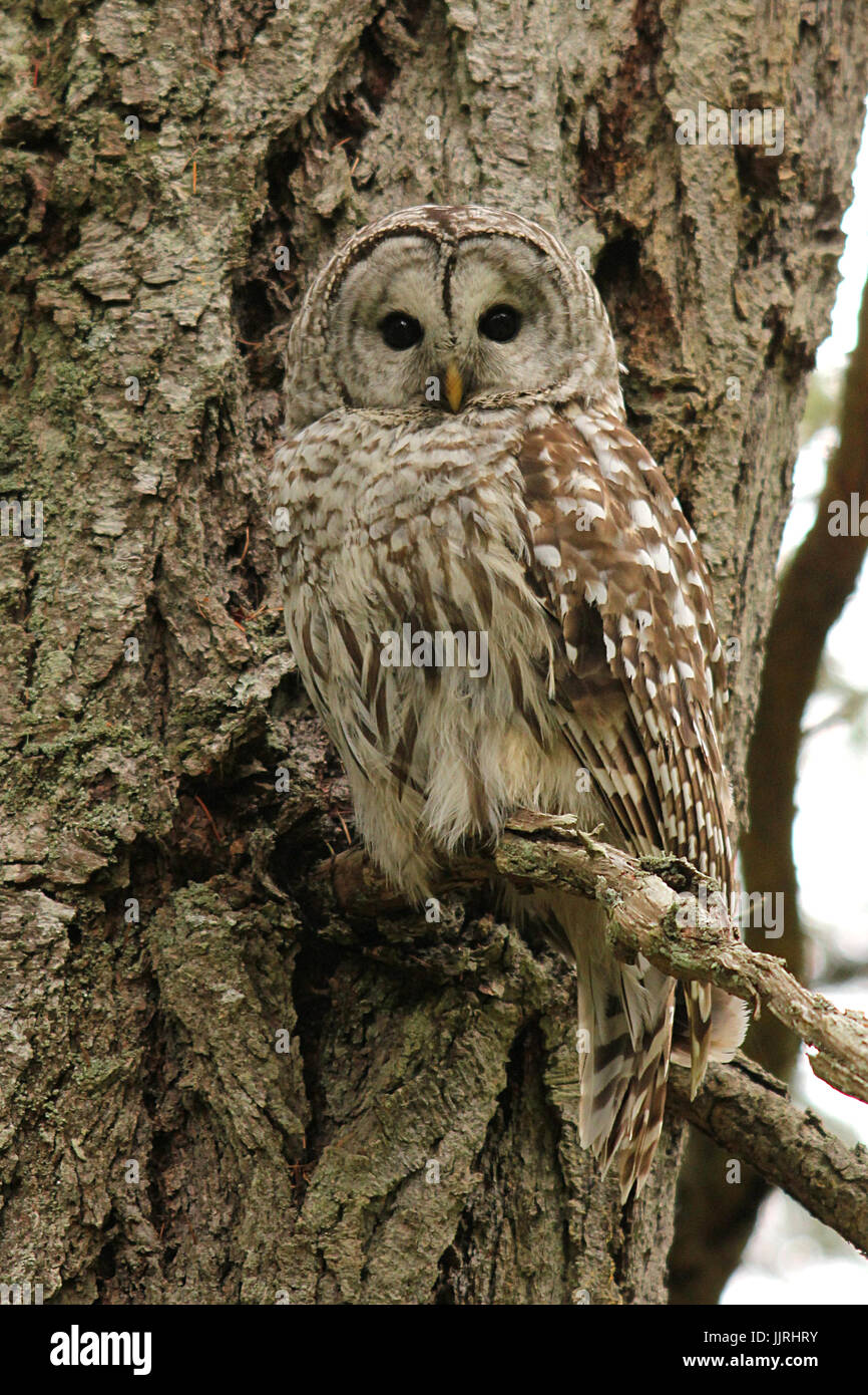 Vancouver owl hi-res stock photography and images - Alamy