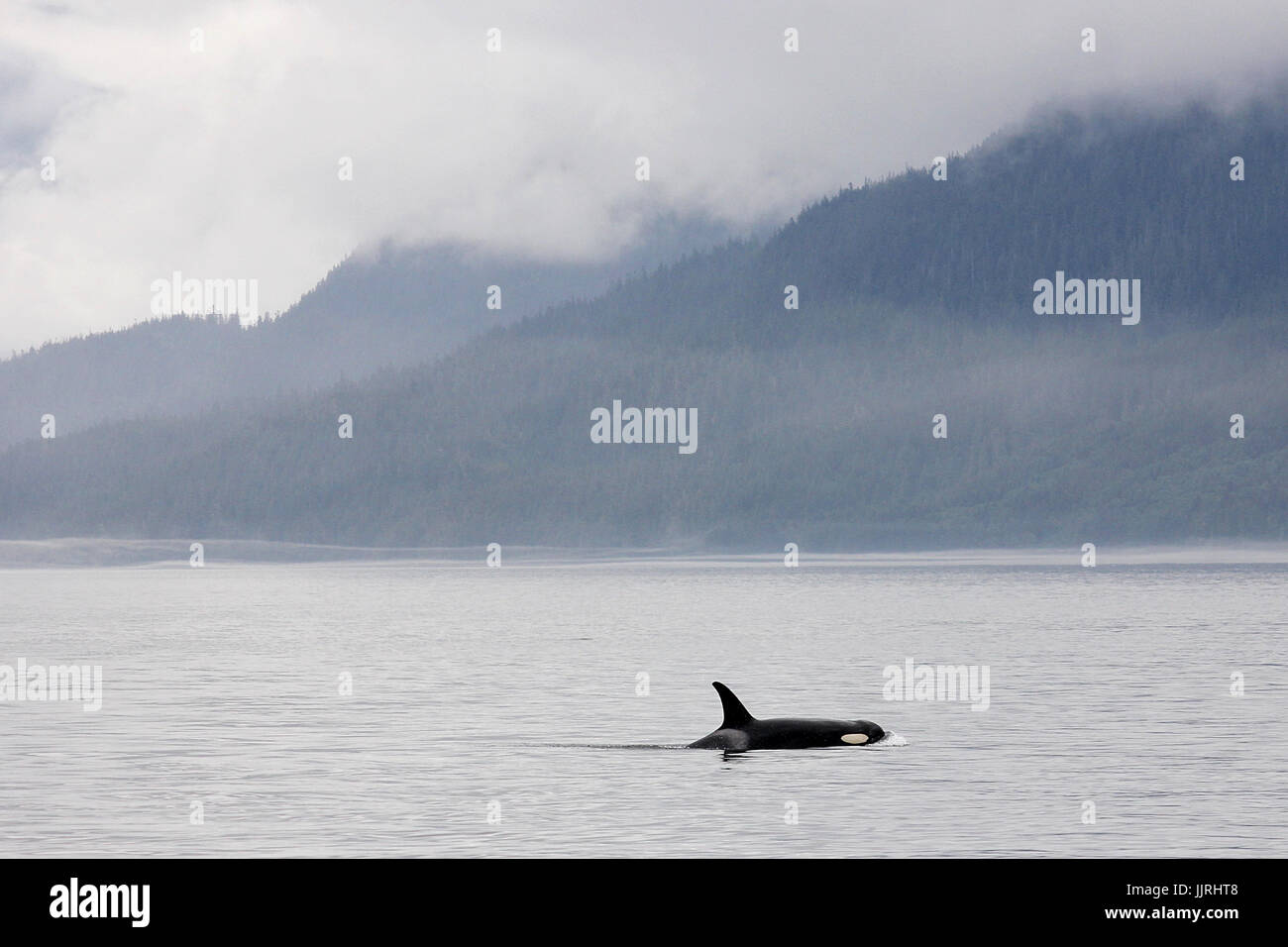 Female killer whale hi-res stock photography and images - Alamy