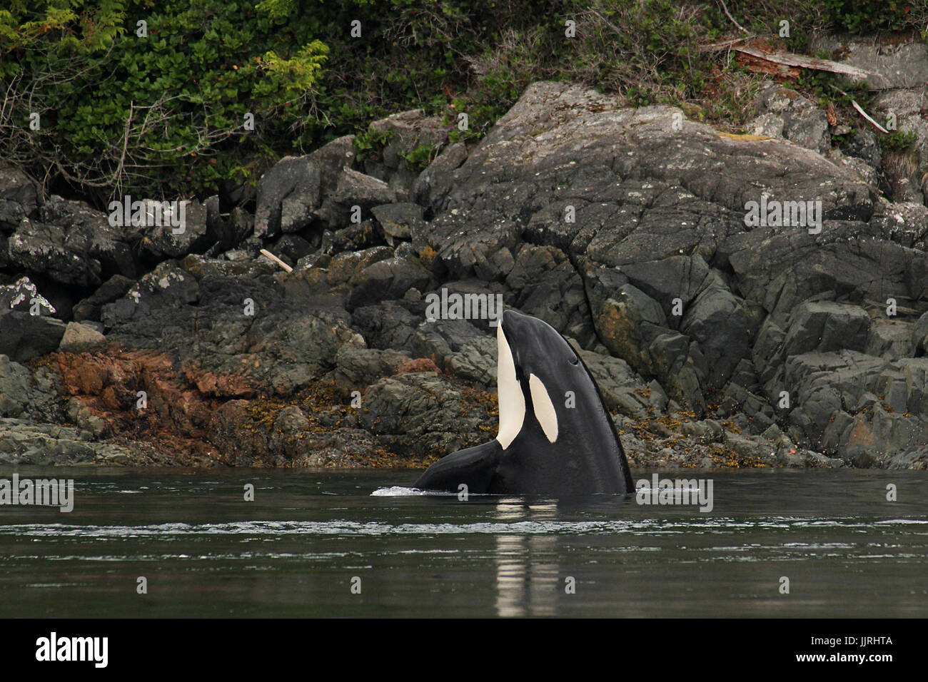 Orca orcinus northern resident hi-res stock photography and images - Alamy