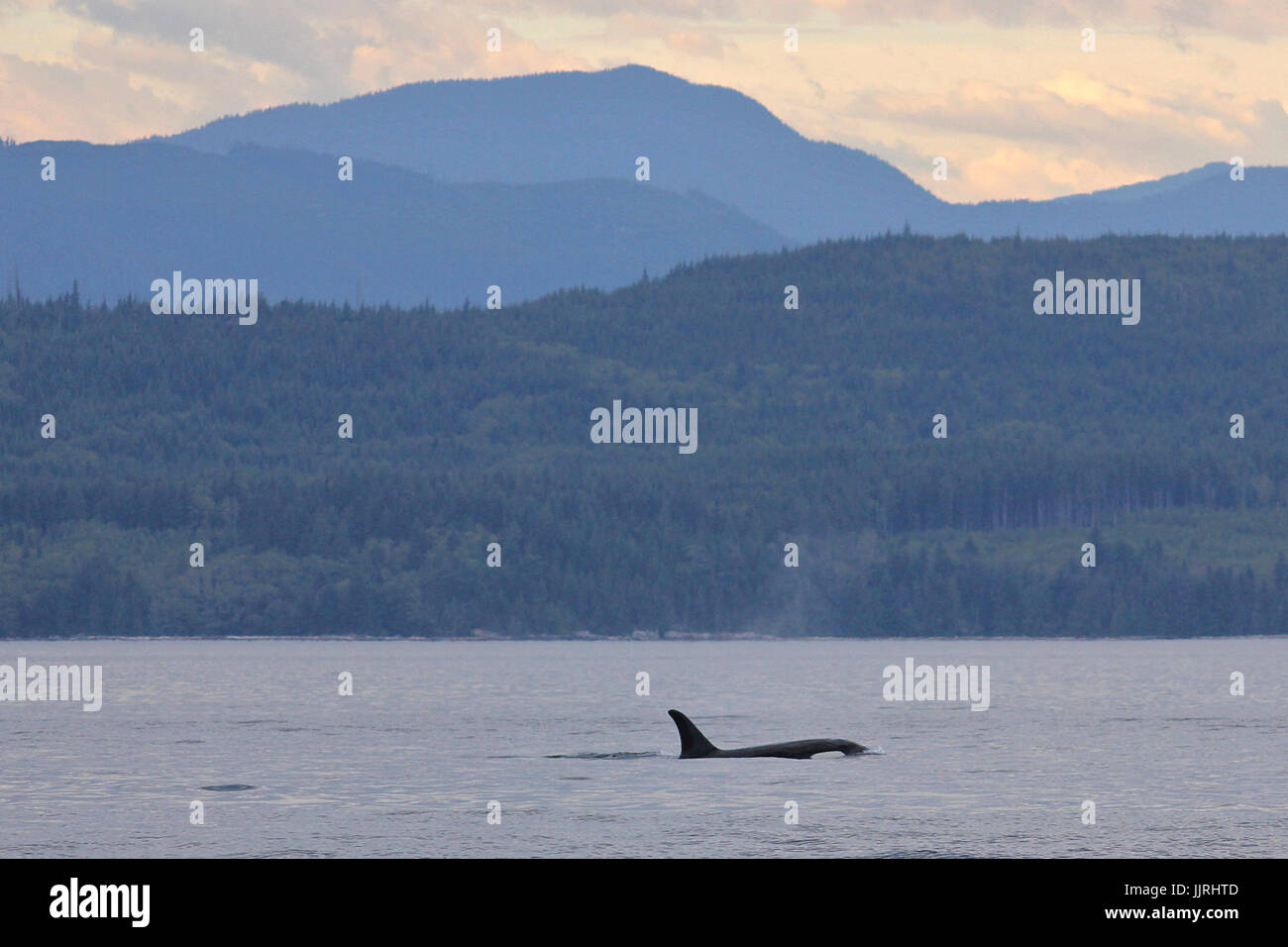 Northern resident orca killer whale surfacing in the Johnstone ...