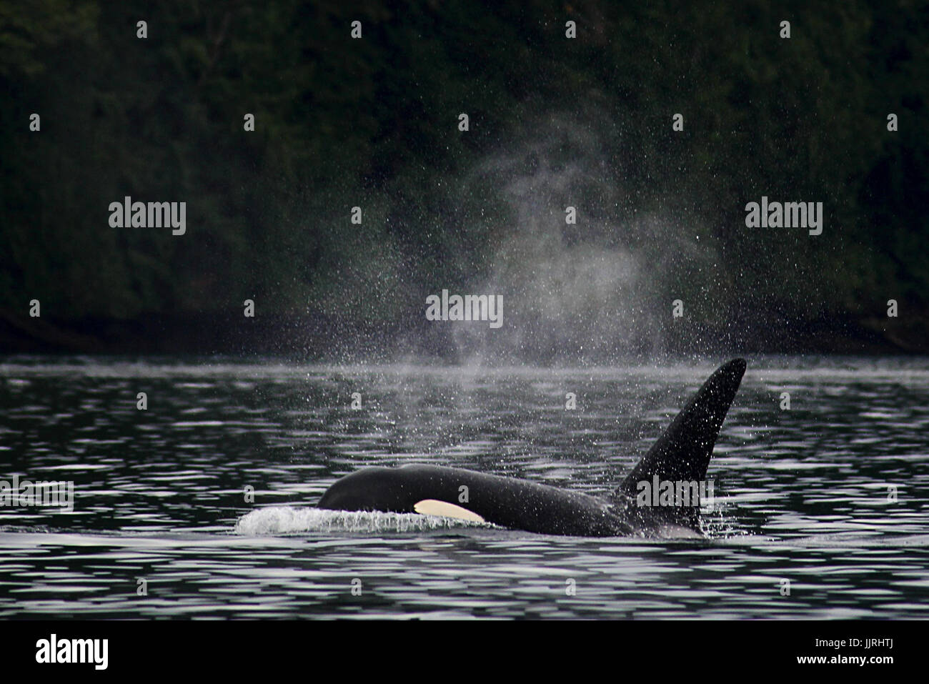 Bull dolphin hi-res stock photography and images - Alamy