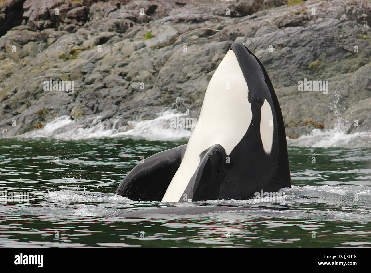 Spyhop orca hi-res stock photography and images - Alamy