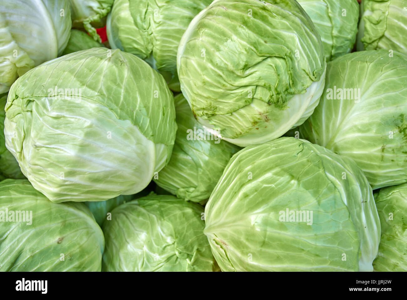 cabbage from field. cabbage background Stock Photo - Alamy