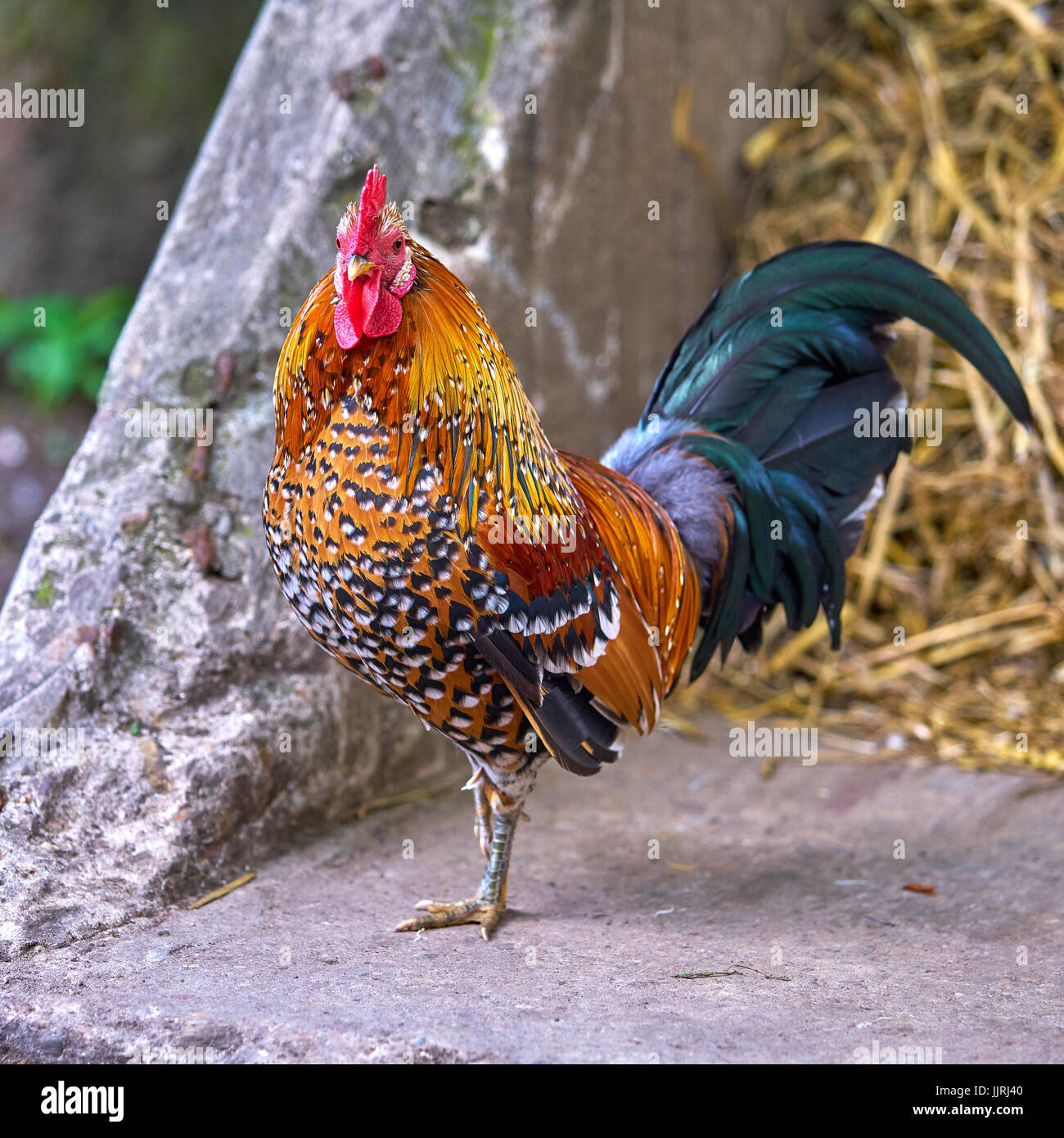 Roster. Colourful roster in nature farm Stock Photo - Alamy